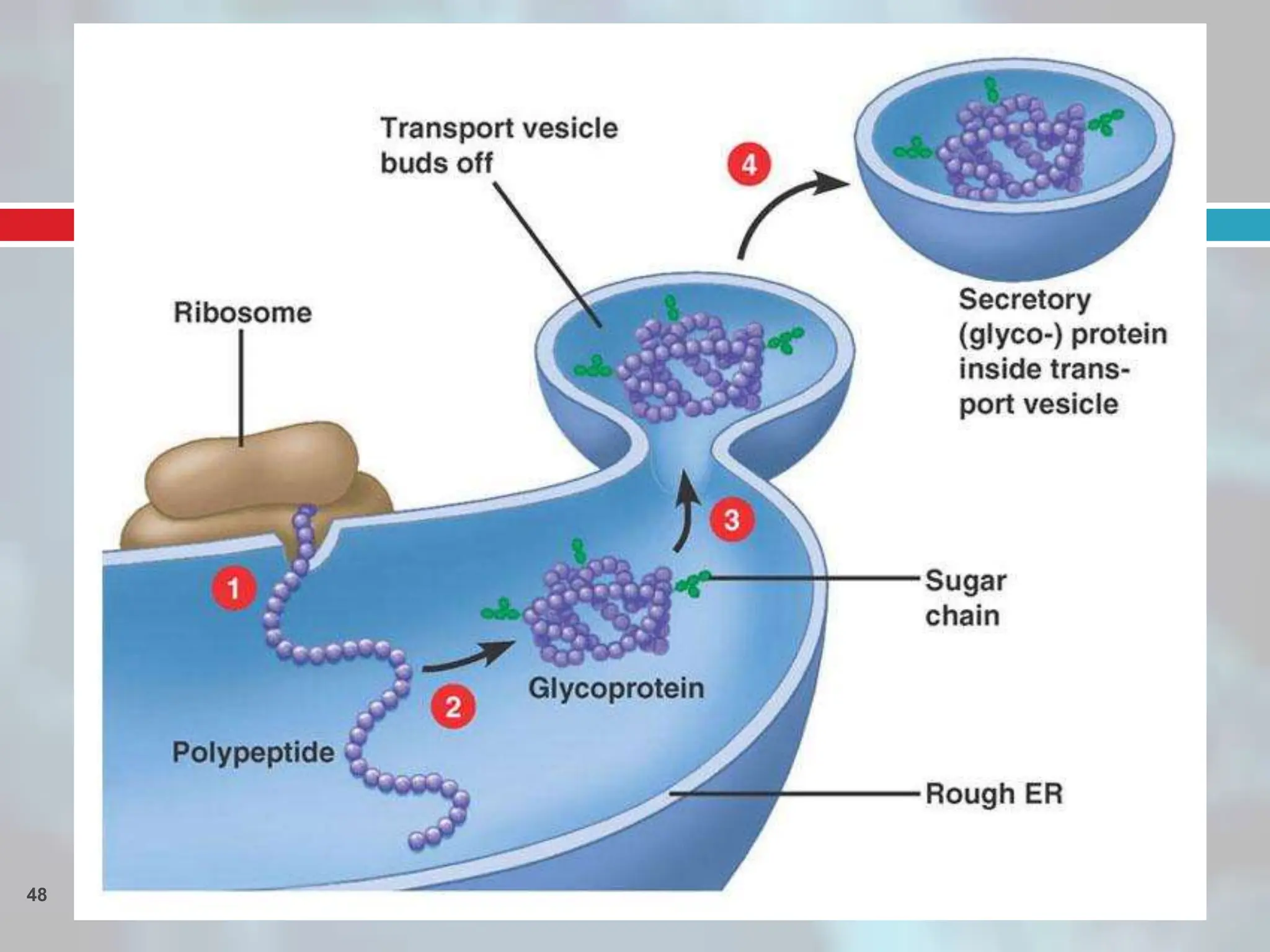 Lect 4 SISTEM TRANSPOR MEMBRAN SEL LENGKAP | PPTX