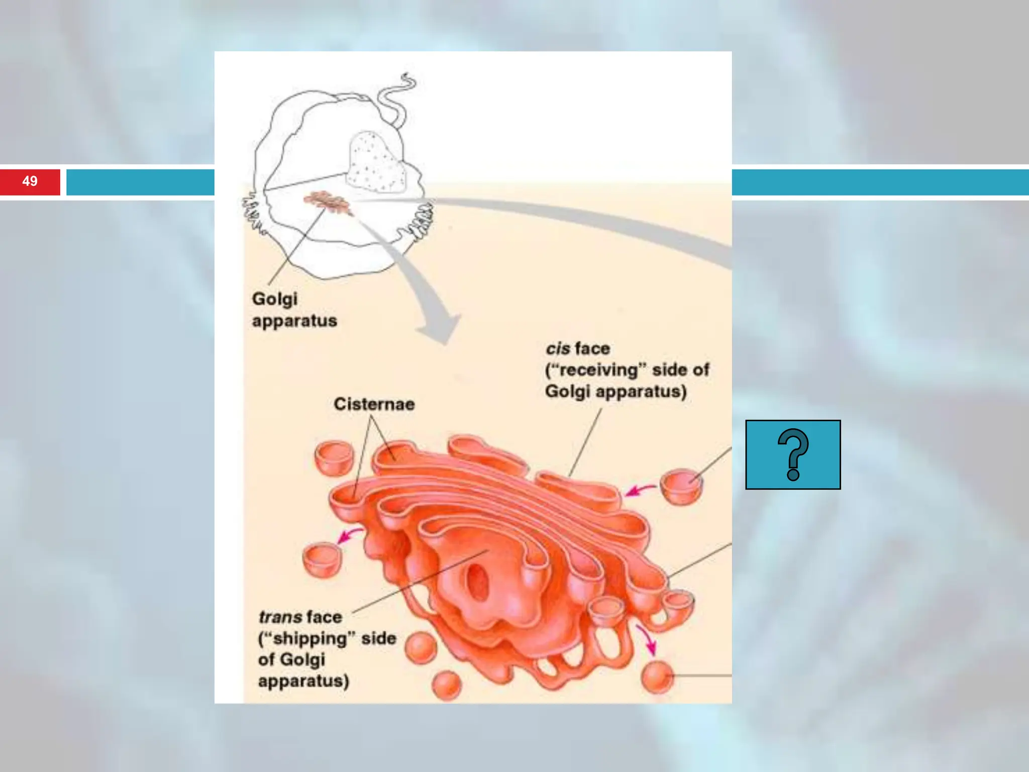 Lect 4 SISTEM TRANSPOR MEMBRAN SEL LENGKAP | PPTX