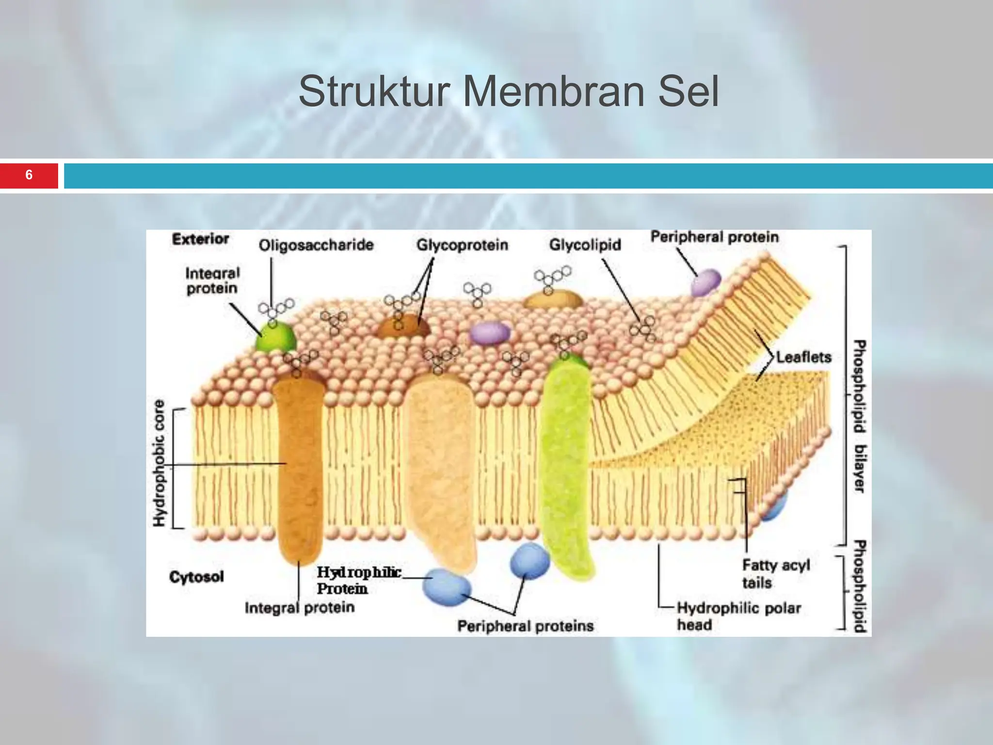 Lect 4 SISTEM TRANSPOR MEMBRAN SEL LENGKAP | PPTX