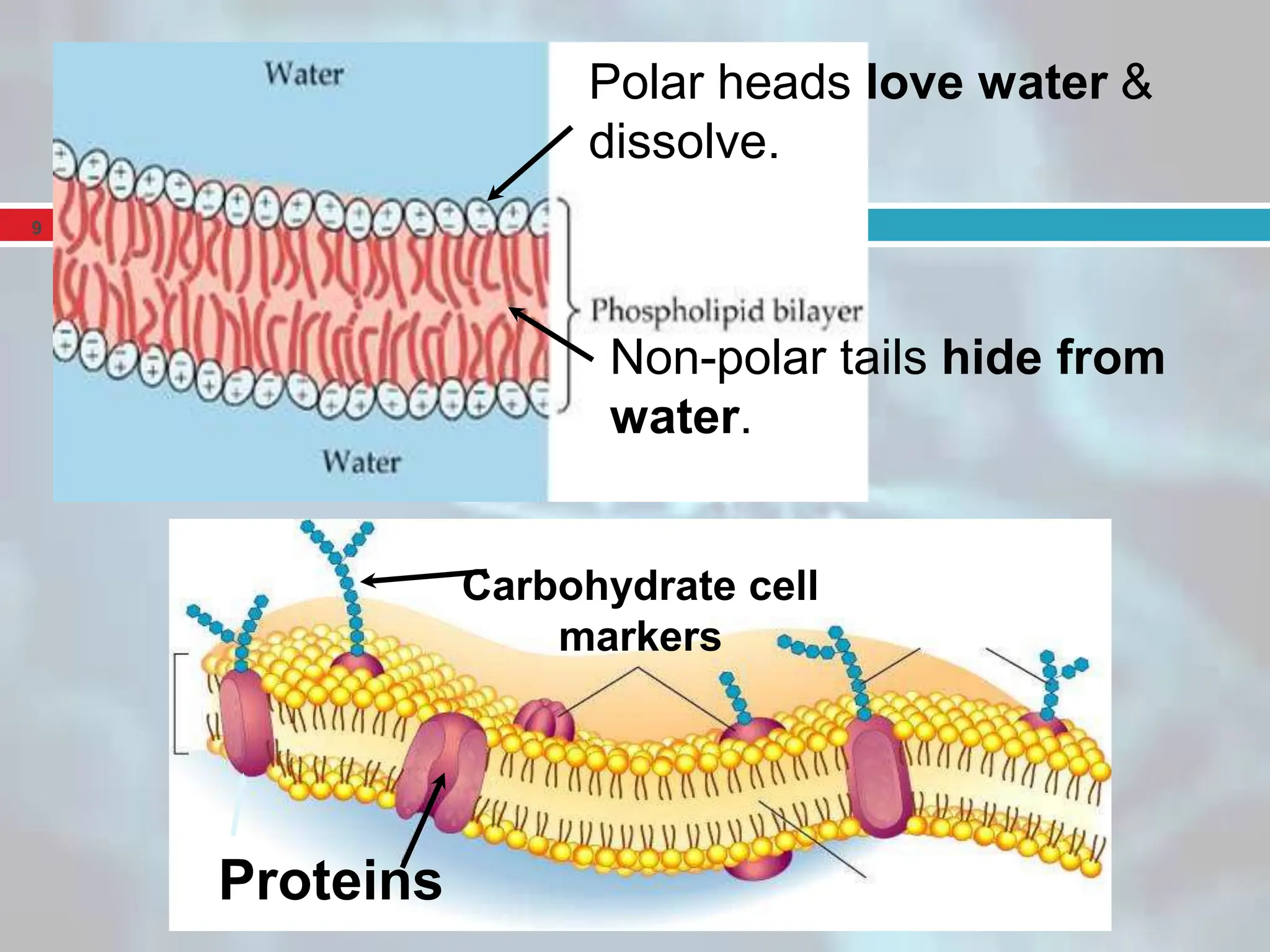 Lect 4 SISTEM TRANSPOR MEMBRAN SEL LENGKAP | PPTX
