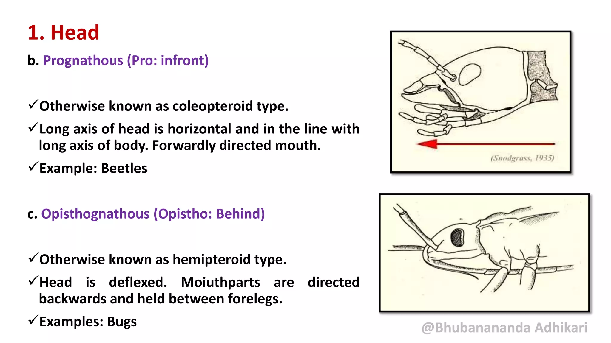 structural organisation of insect body | PPTX