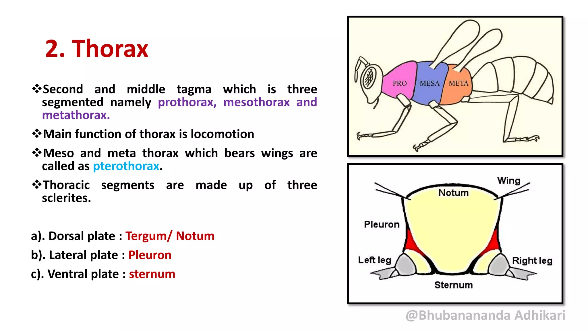 structural organisation of insect body | PPTX