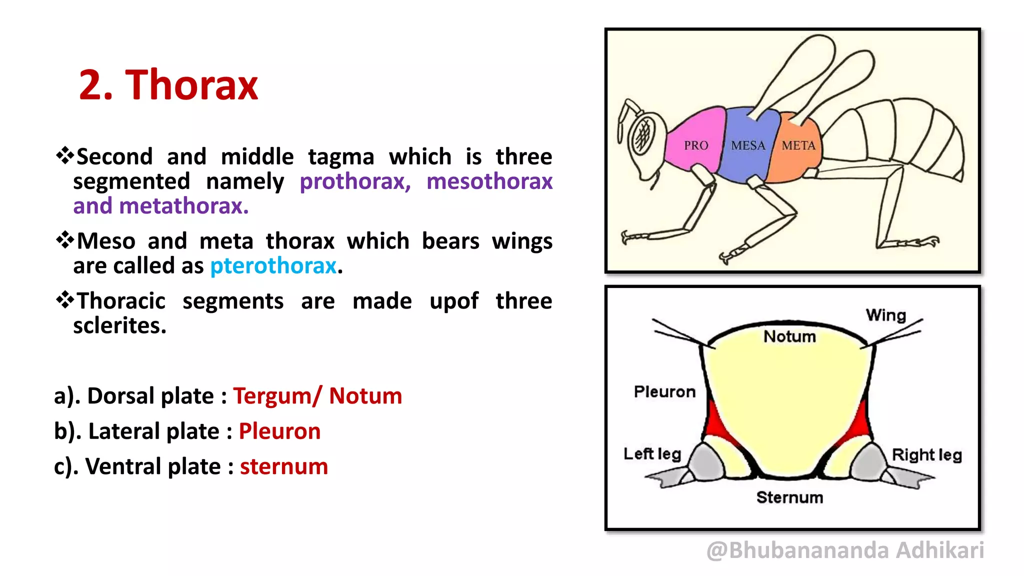 structural organisation of insect body | PPTX