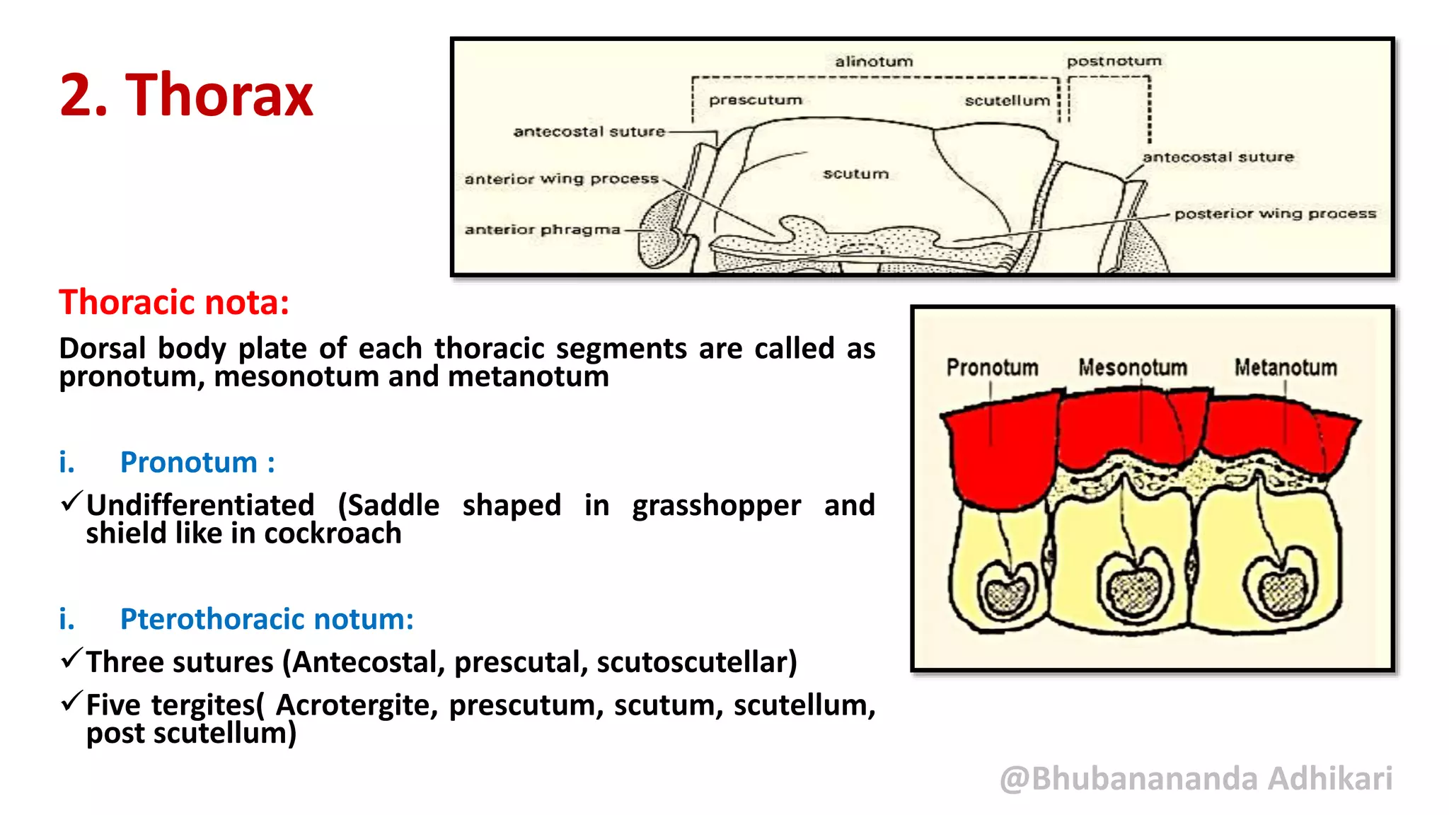 structural organisation of insect body | PPTX