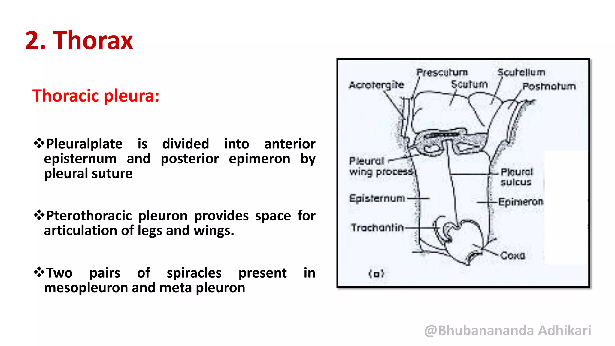 structural organisation of insect body | PPTX