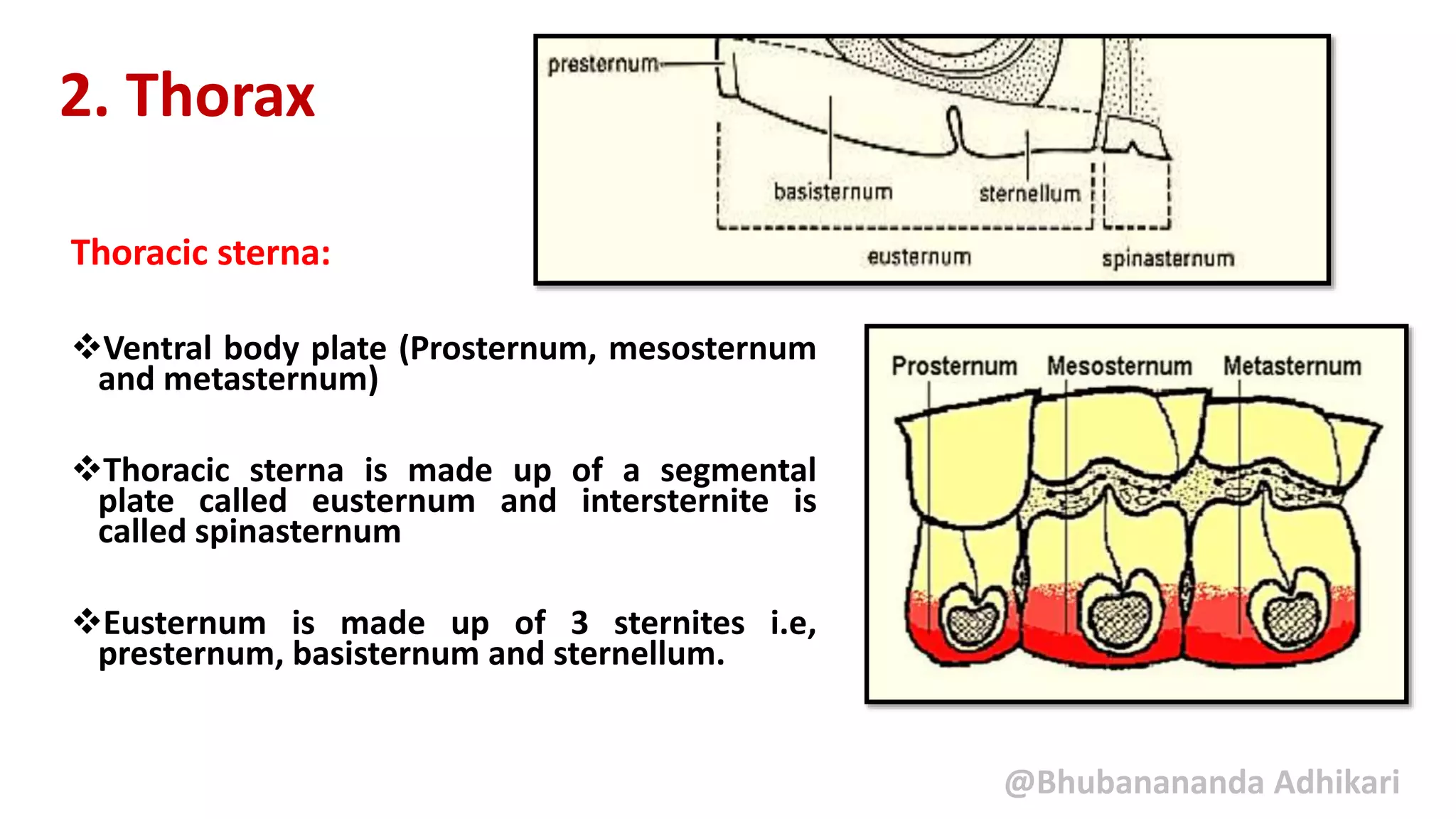 structural organisation of insect body | PPTX