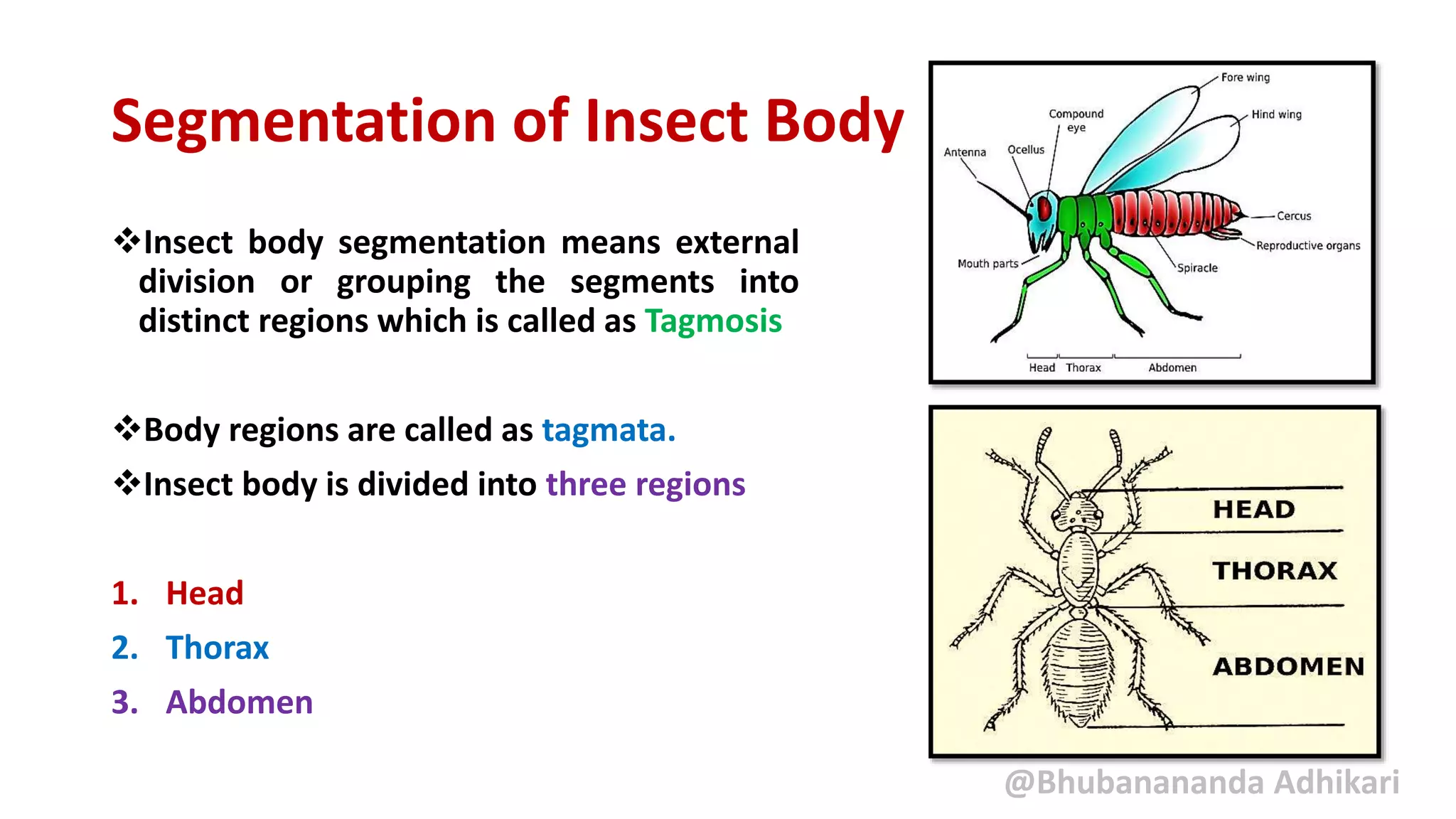structural organisation of insect body | PPTX