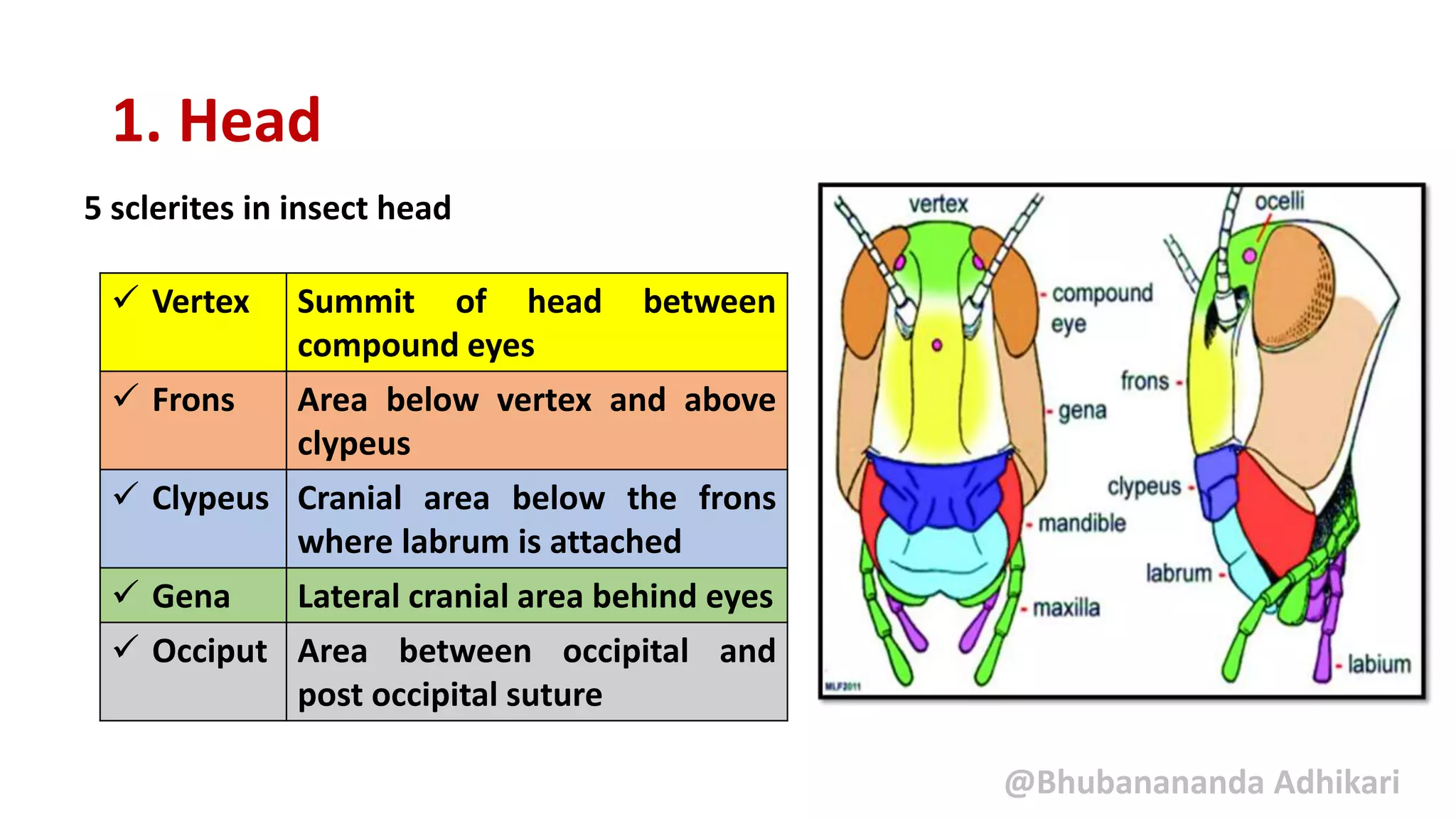 structural organisation of insect body | PPTX