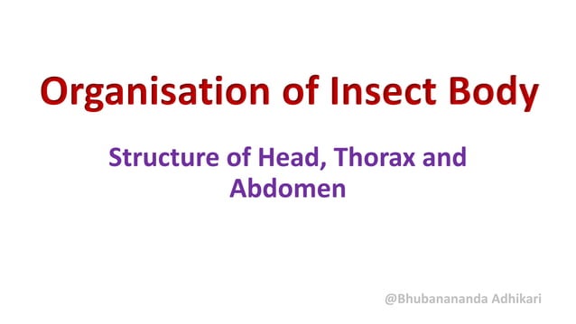 structural organisation of insect body | PPTX | Geography | Science