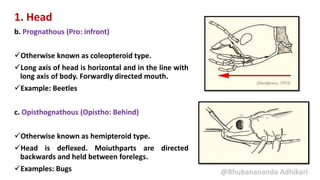 structural organisation of insect body | PPTX