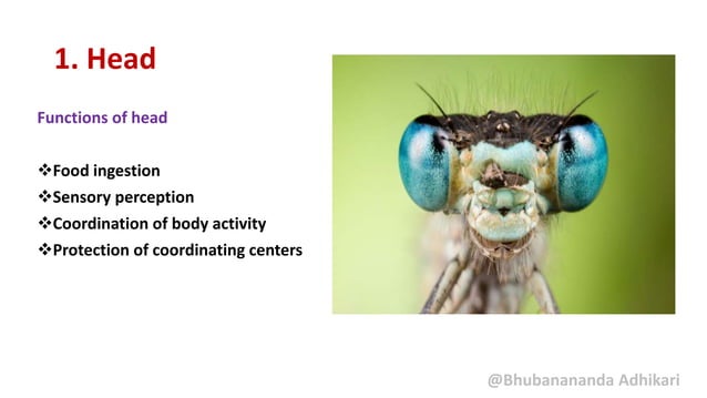 structural organisation of insect body | PPTX | Geography | Science