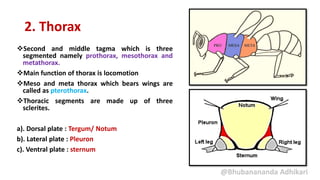 structural organisation of insect body | PPTX