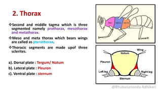 structural organisation of insect body | PPTX