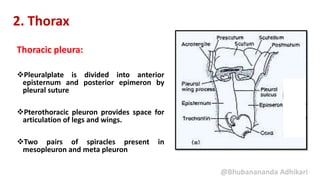 structural organisation of insect body | PPTX
