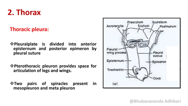 structural organisation of insect body | PPTX | Geography | Science