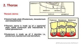 structural organisation of insect body | PPTX