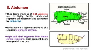 structural organisation of insect body | PPTX | Geography | Science
