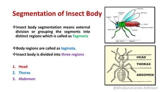 structural organisation of insect body | PPTX