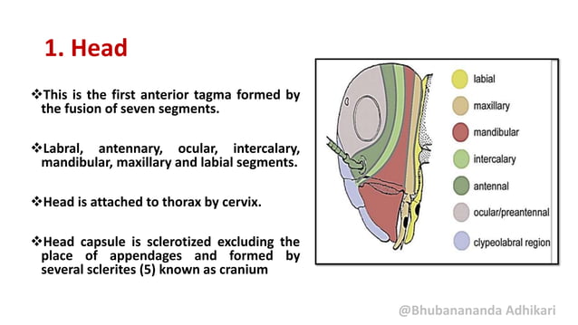 structural organisation of insect body | PPTX | Geography | Science