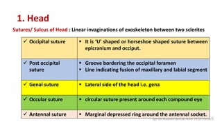 structural organisation of insect body | PPTX