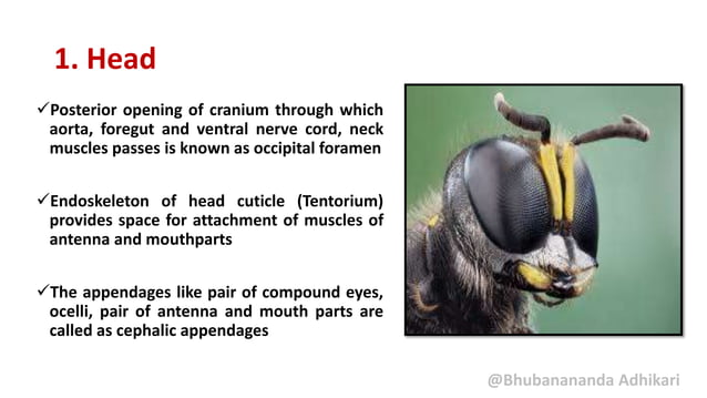 structural organisation of insect body | PPTX | Geography | Science