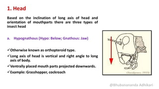 structural organisation of insect body | PPTX