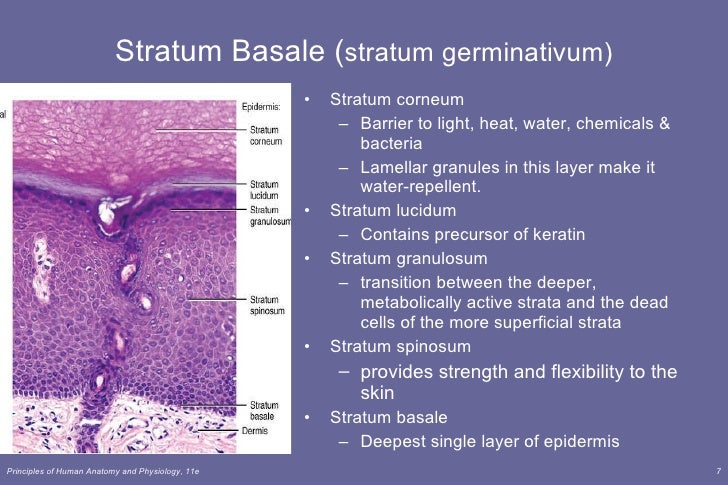 Lect 5 intergumentary
