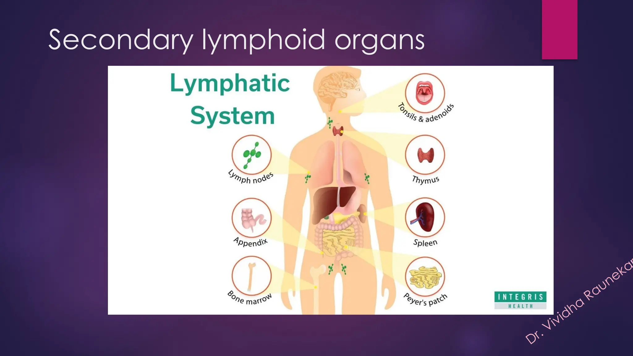 Organs of Immunity: Secondary lymphoid organs, Lymphatic system | PPTX