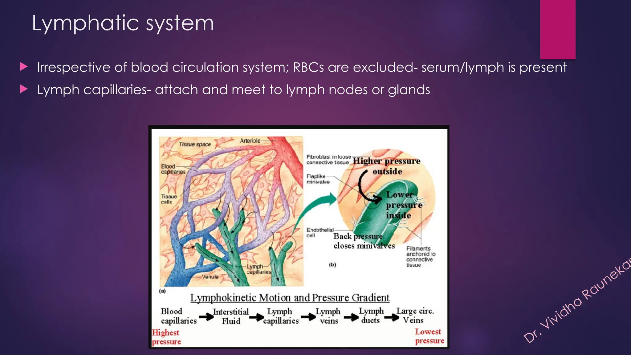 Organs of Immunity: Secondary lymphoid organs, Lymphatic system | PPTX