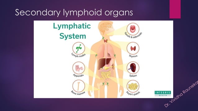 Organs of Immunity: Secondary lymphoid organs, Lymphatic system | PPTX ...