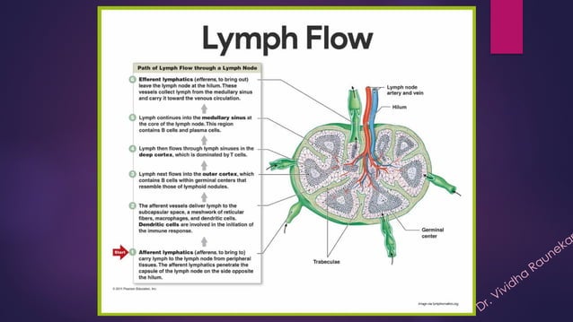 Organs of Immunity: Secondary lymphoid organs, Lymphatic system | PPTX ...