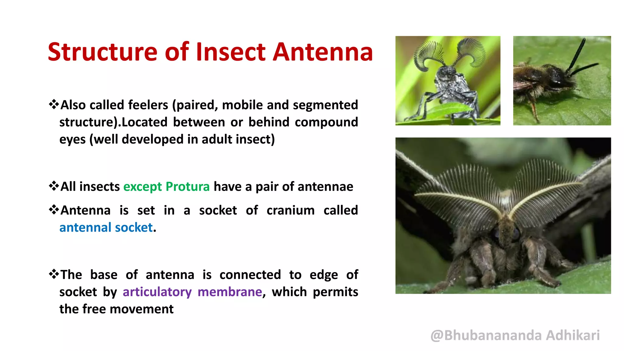Insect Antennae | PPTX