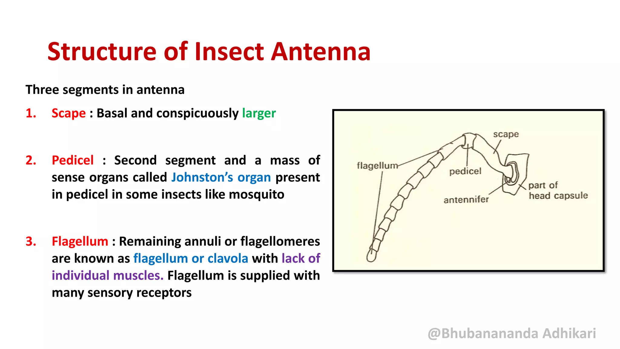 Insect Antennae | PPTX