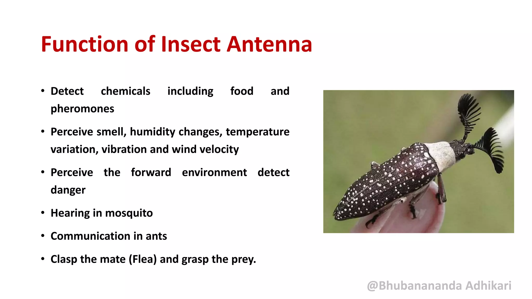 Insect Antennae | PPTX
