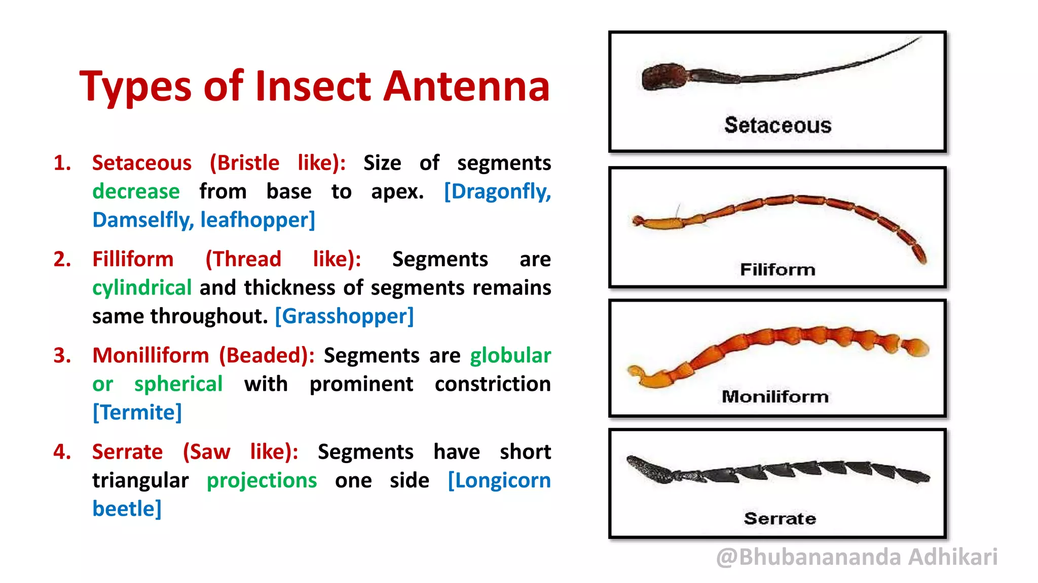 Insect Antennae | PPTX