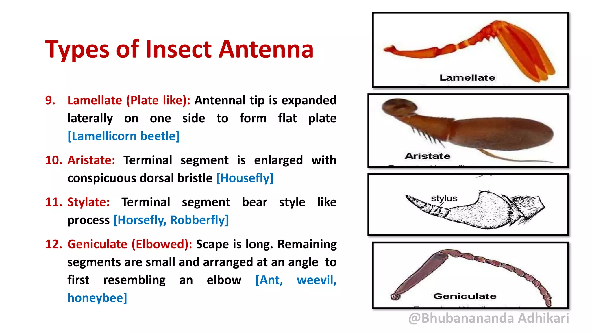 Insect Antennae | PPTX