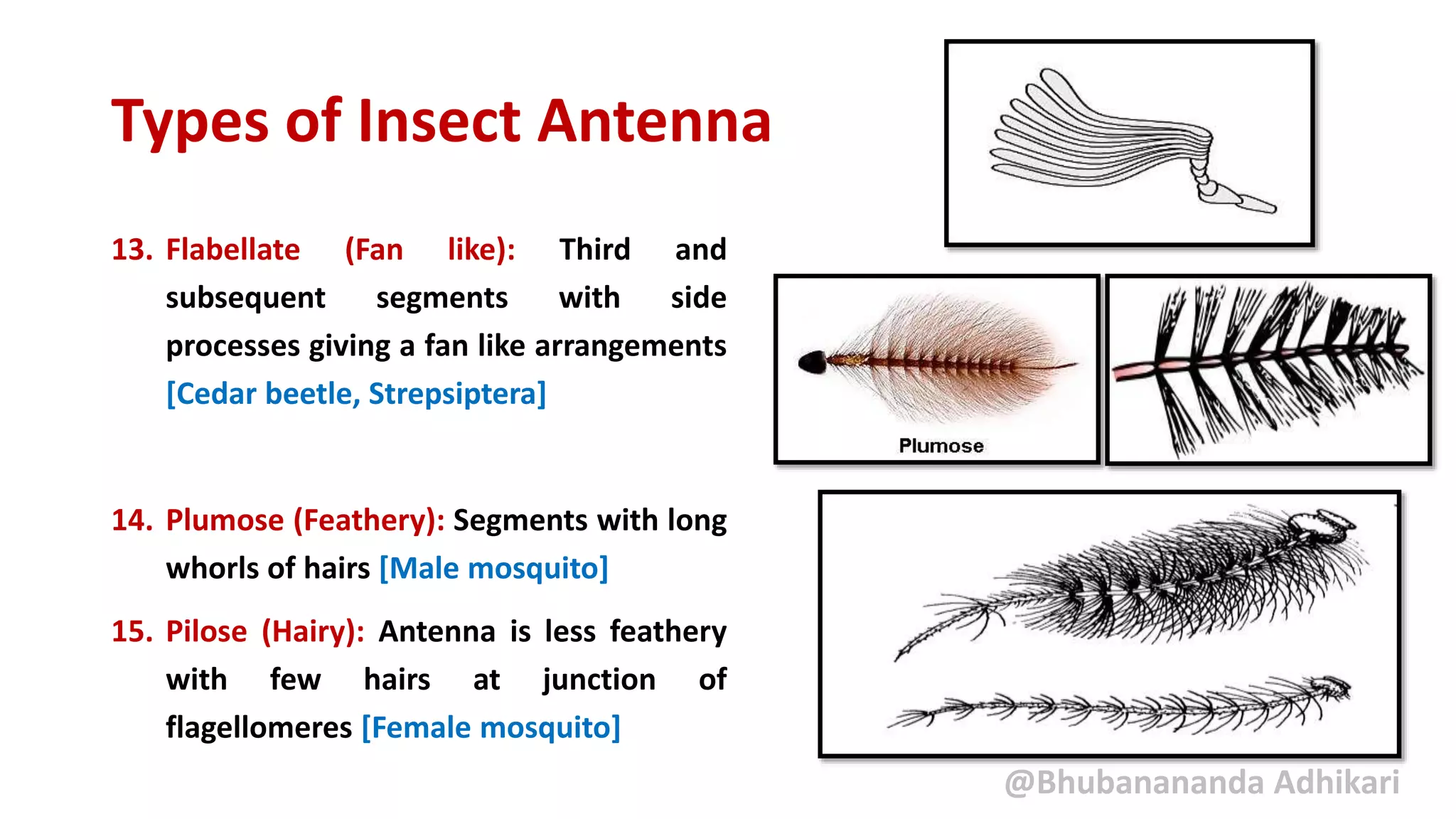 Insect Antennae | PPTX
