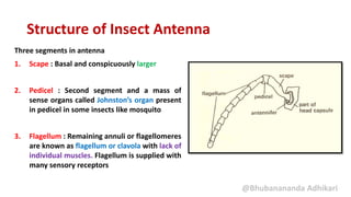 Insect Antennae | PPTX