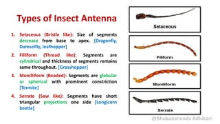 Insect Antennae | PPTX
