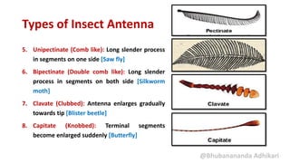 Insect Antennae | PPTX