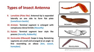 Insect Antennae | PPTX