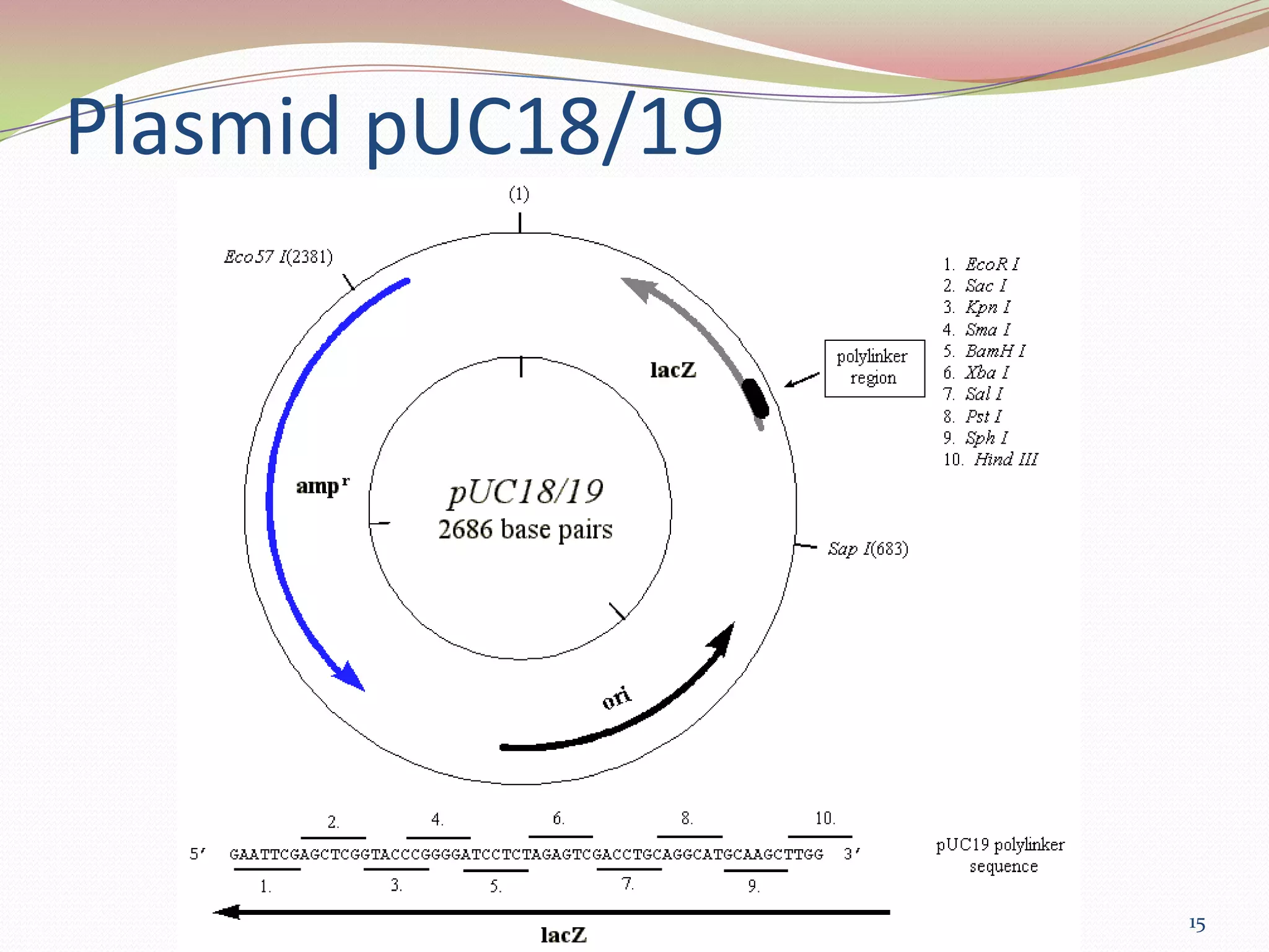 Genetika mikroba | PPTX