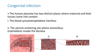 Lect 5 Obstetrics and Perinatal Infections.pptx