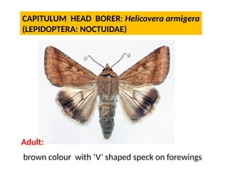 Lect 6.pptx presentation download hhhhhj | PPT