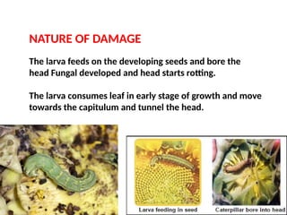 Lect 6.pptx presentation download hhhhhj | PPT