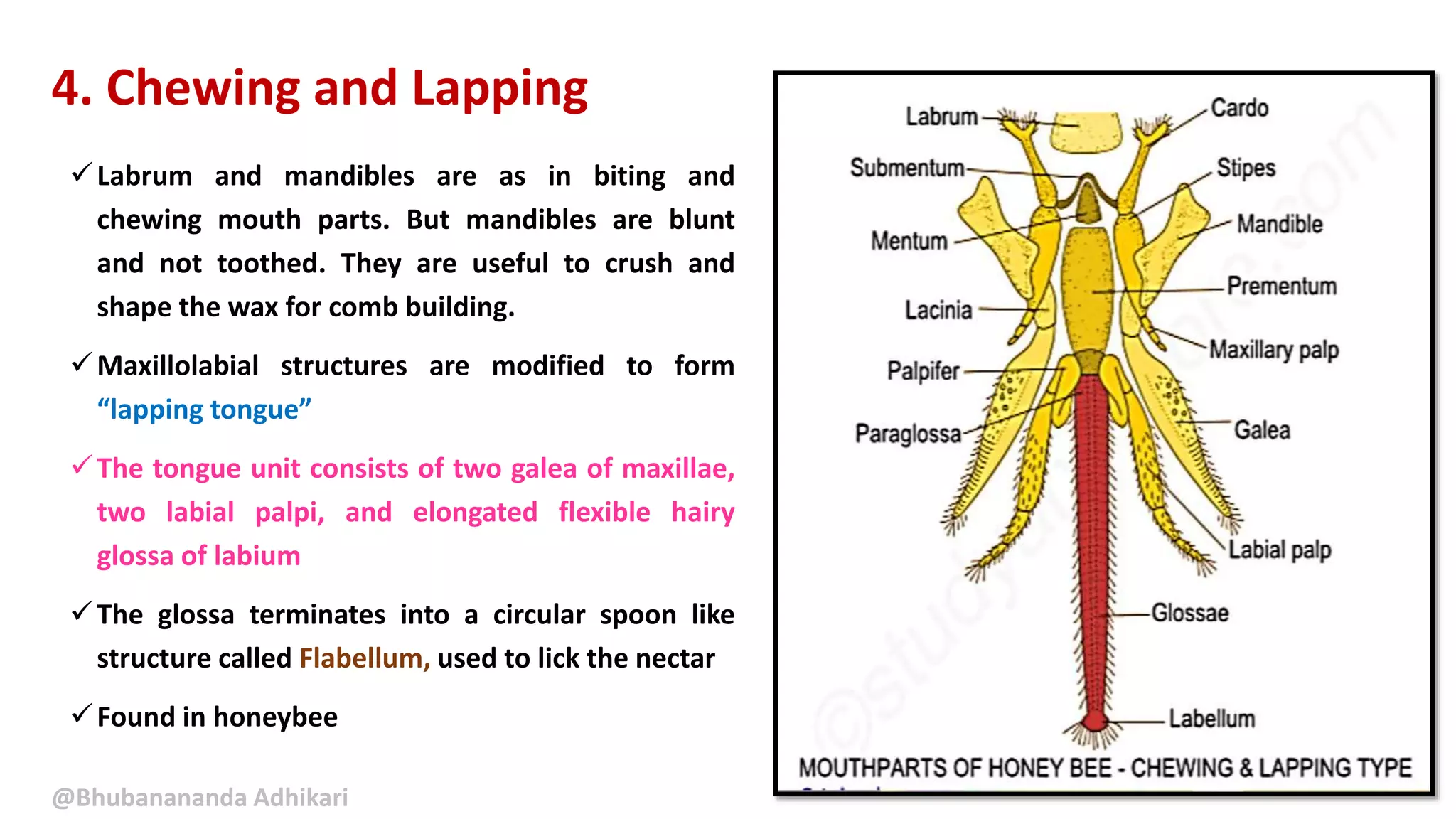 Mouth parts of Insect | PPTX
