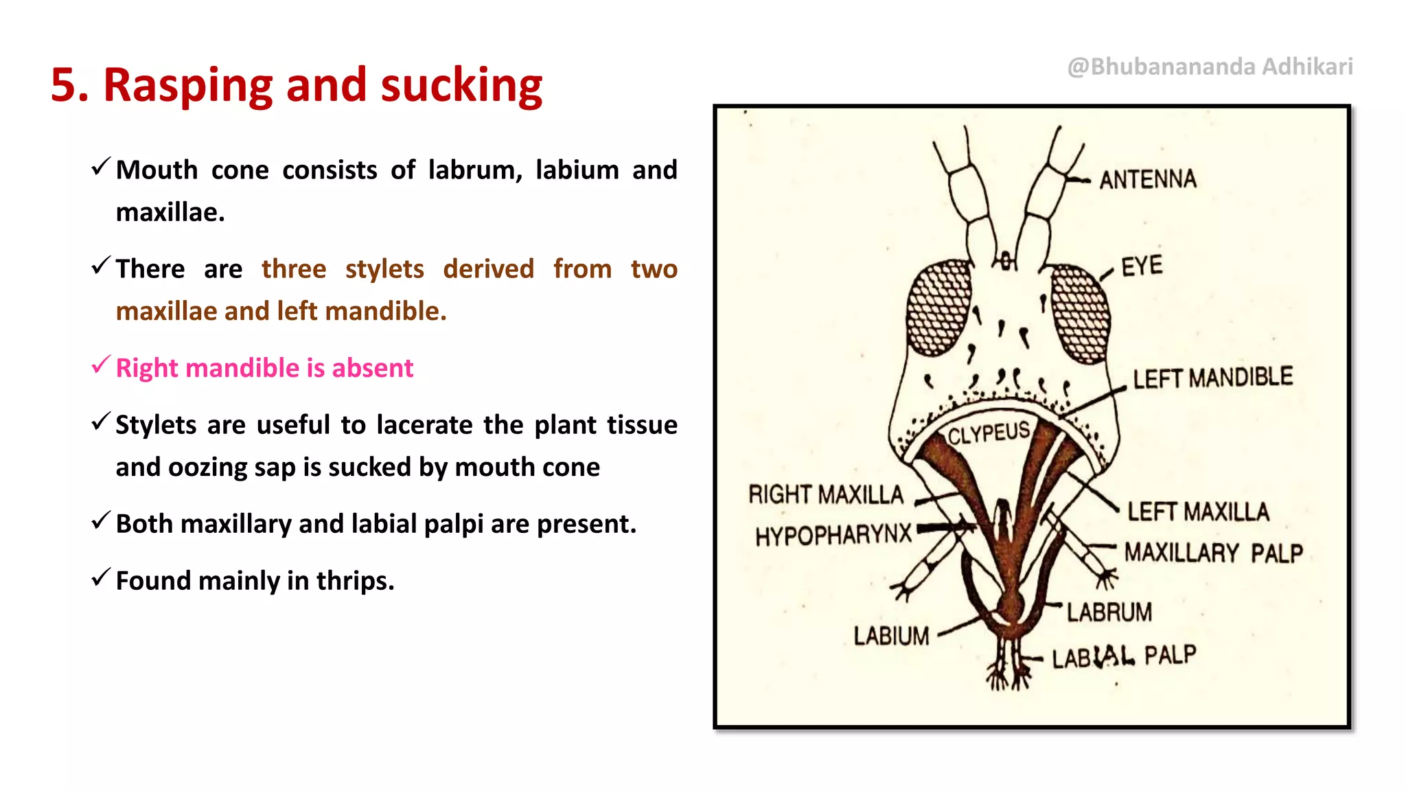 Mouth parts of Insect | PPTX