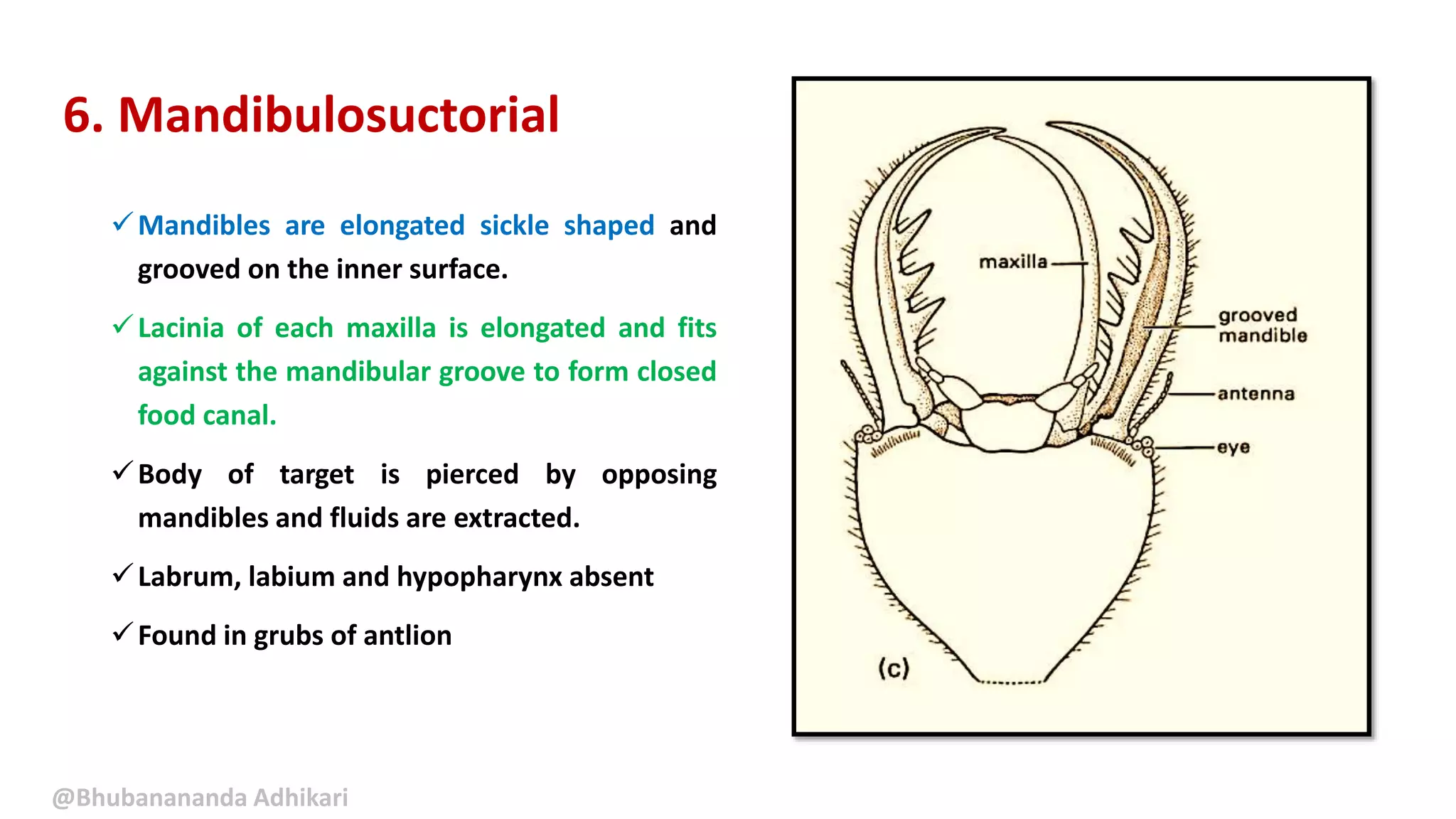 Mouth parts of Insect | PPTX