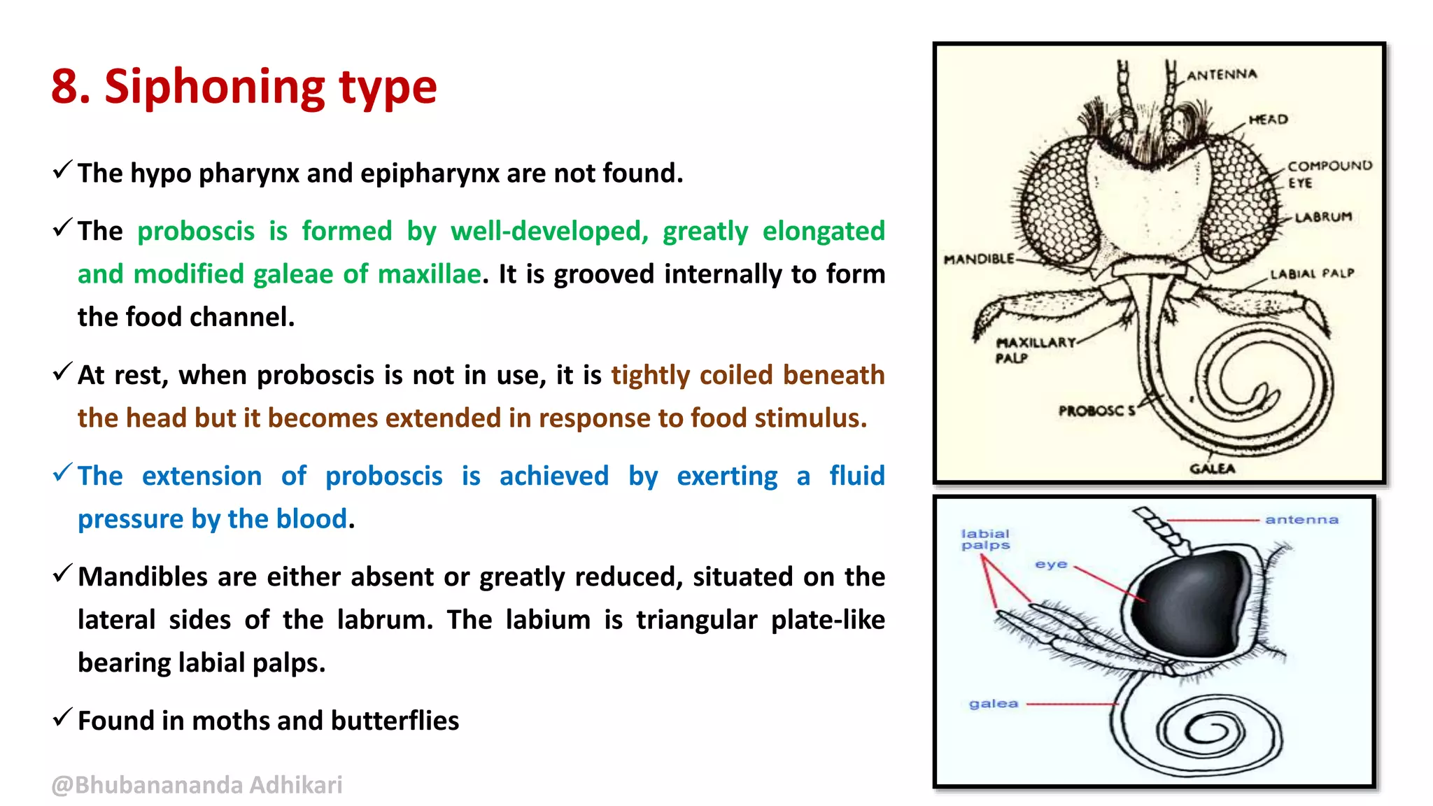 Mouth parts of Insect | PPTX