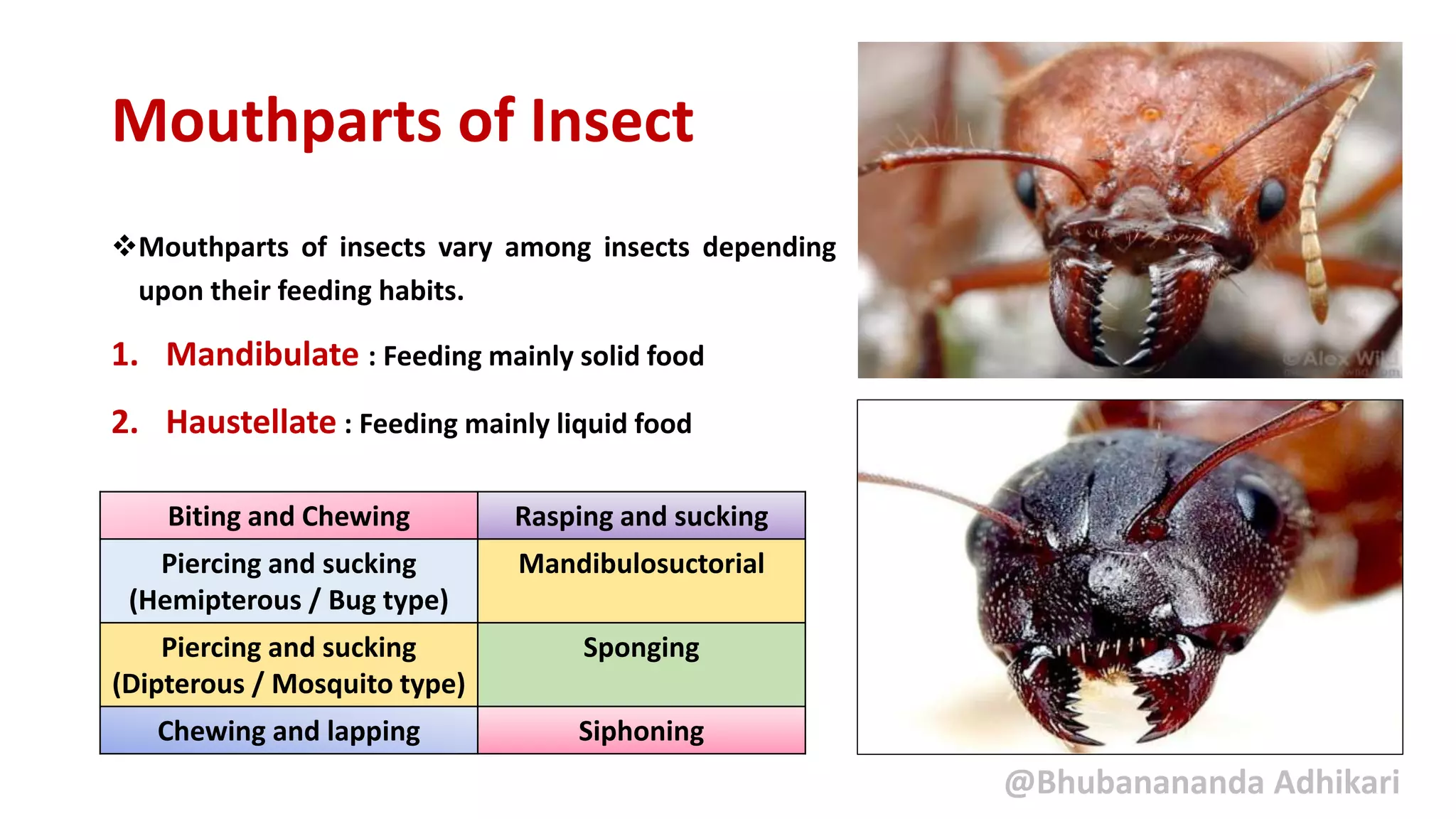 Mouth parts of Insect | PPTX